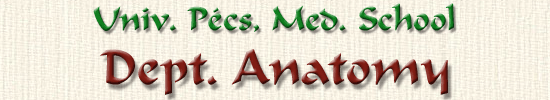 UP-MS-Anatomy (eNAgy)